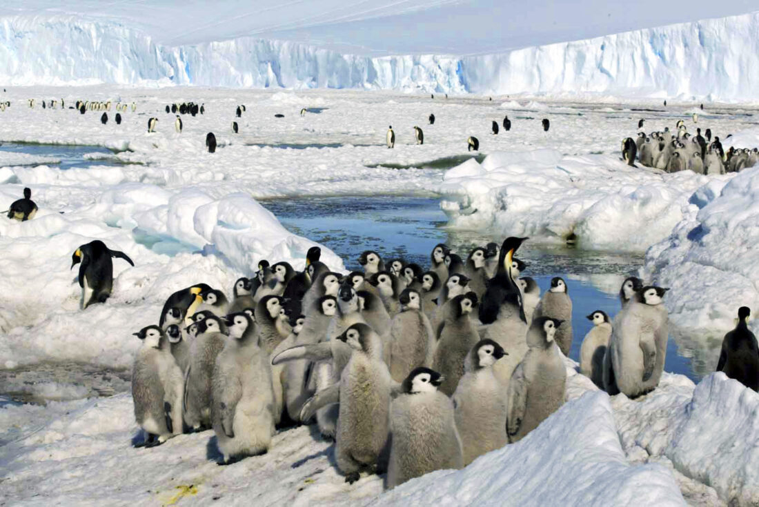 Study: Loss of Antarctic ice hurting survival of emperor penguin chicks ...